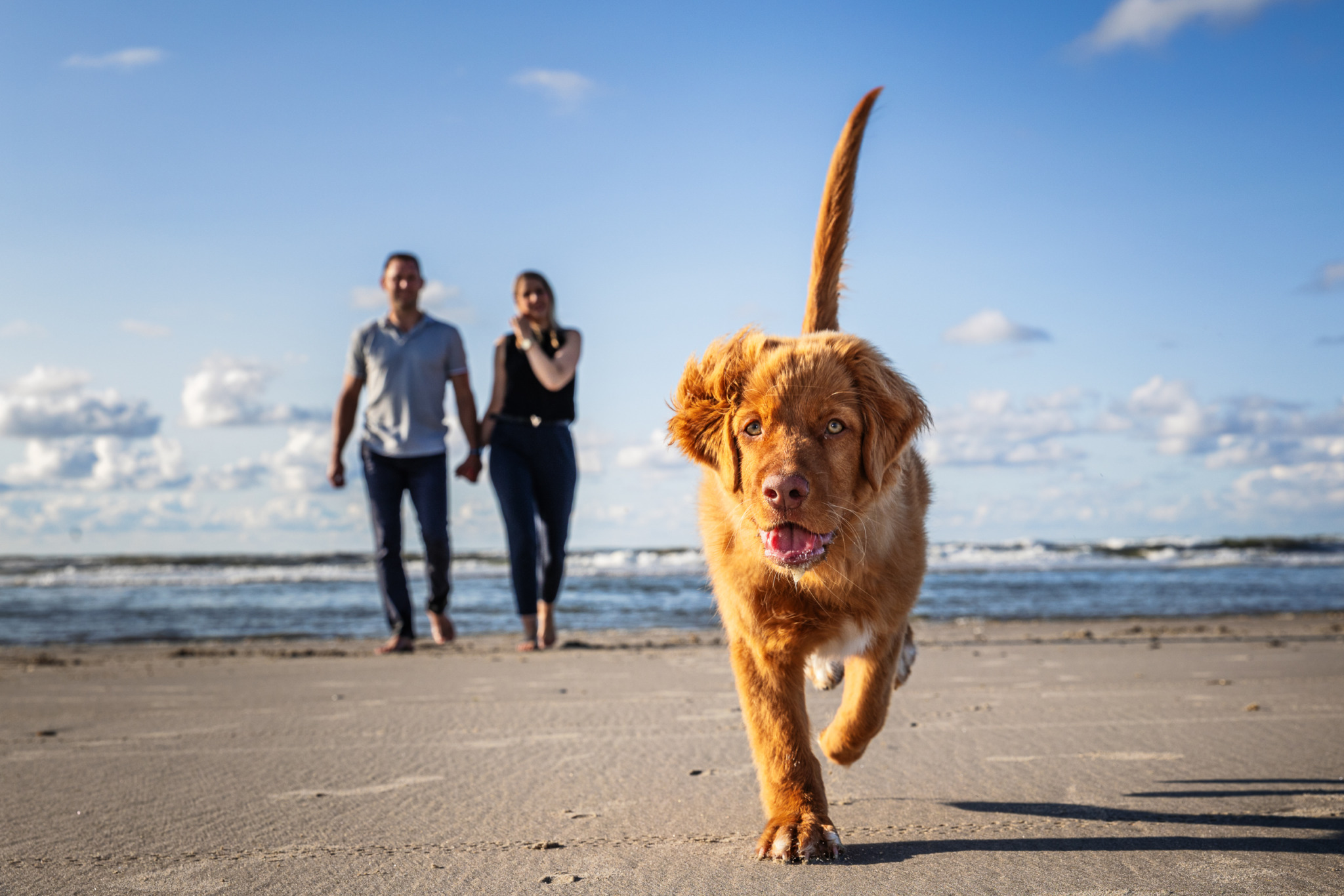 Fotoshoot Terschelling met de hond - Terschelling in Beeld